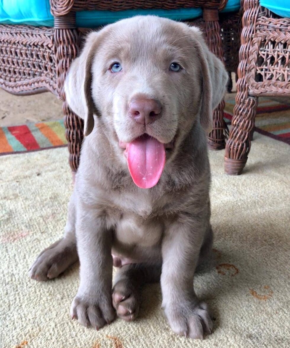 Labrador Retriever puppies for sale | Lovable Labradors