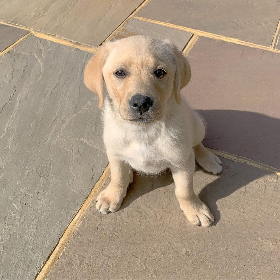 Lovable Labradors | Labrador Retriever Puppies for sale
