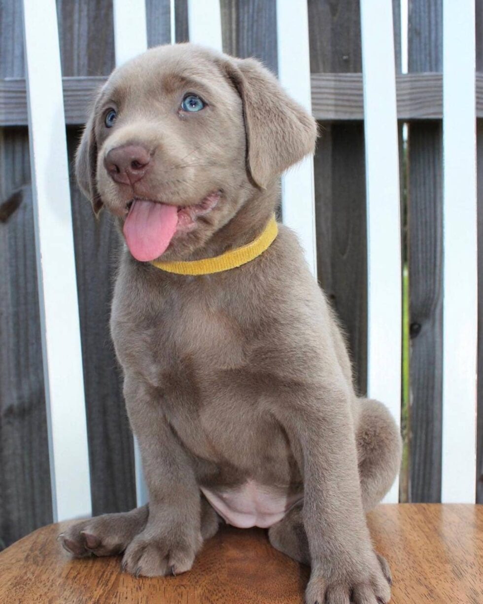 Lovable Labradors | Labrador Retriever Puppies for sale