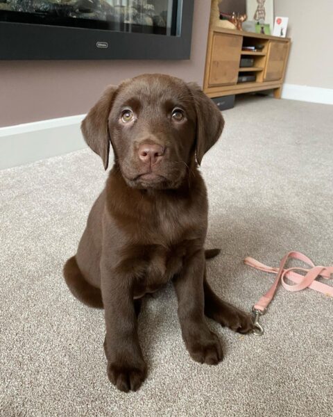 Lovable Labradors | Labrador Retriever Puppies for sale