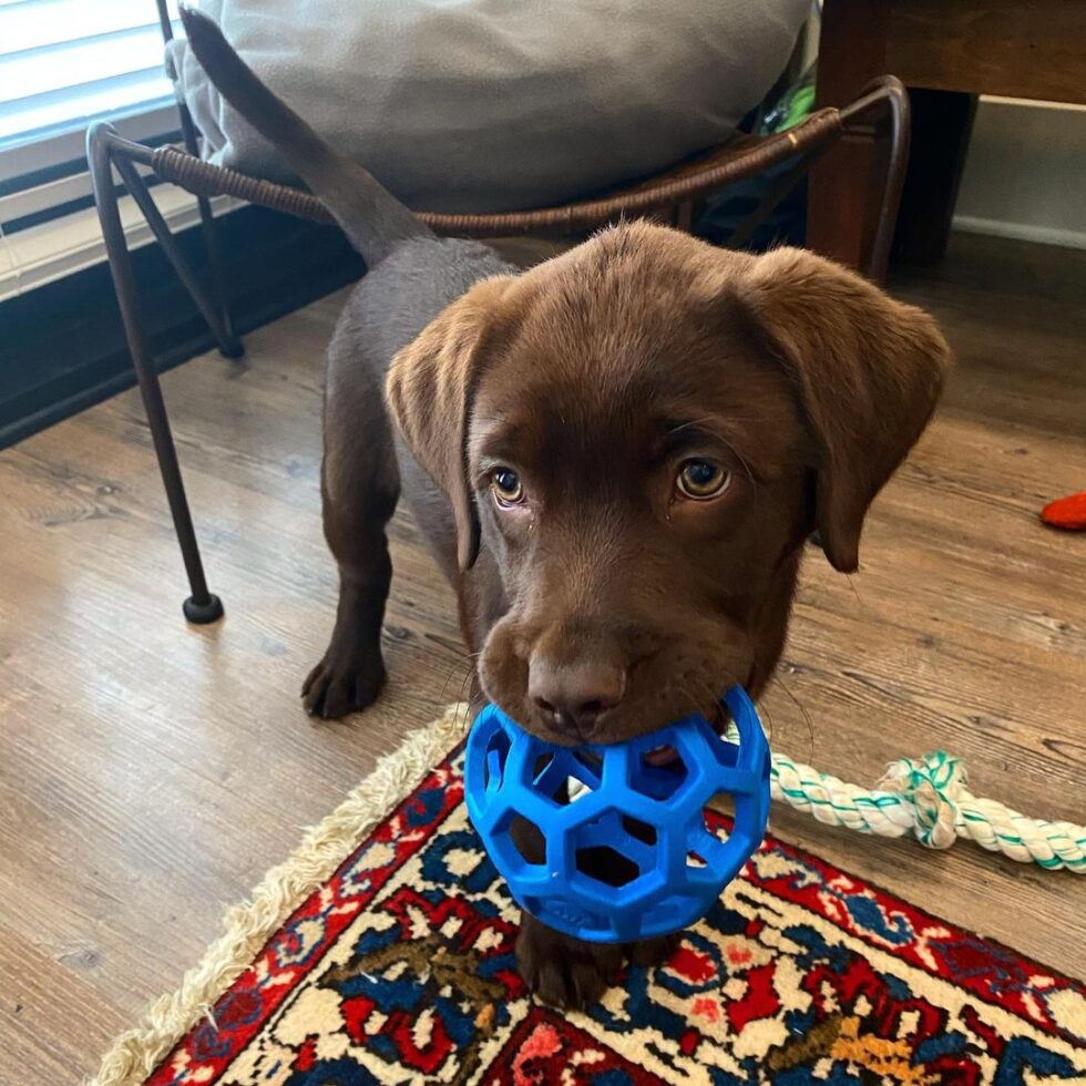 Lovable Labradors | Labrador Retriever Puppies for sale