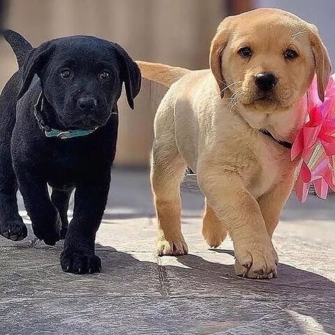 Lovable Labradors | Labrador Retriever Puppies for sale